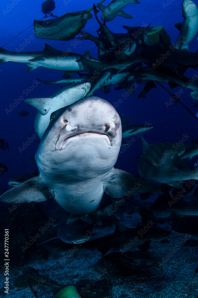 Banded hound shark and red stingray aggregation in Clear Blue Ocean of ...