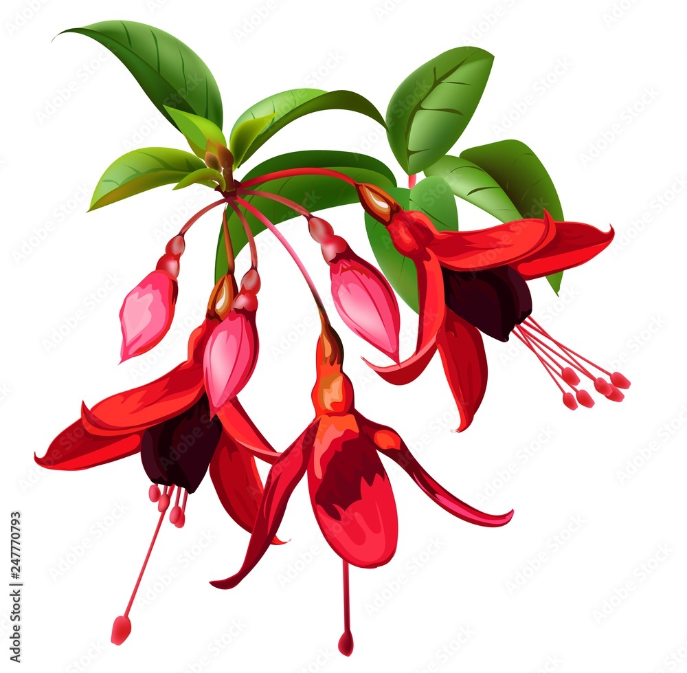 Fuchsia vector illustration Stock Vector | Adobe Stock