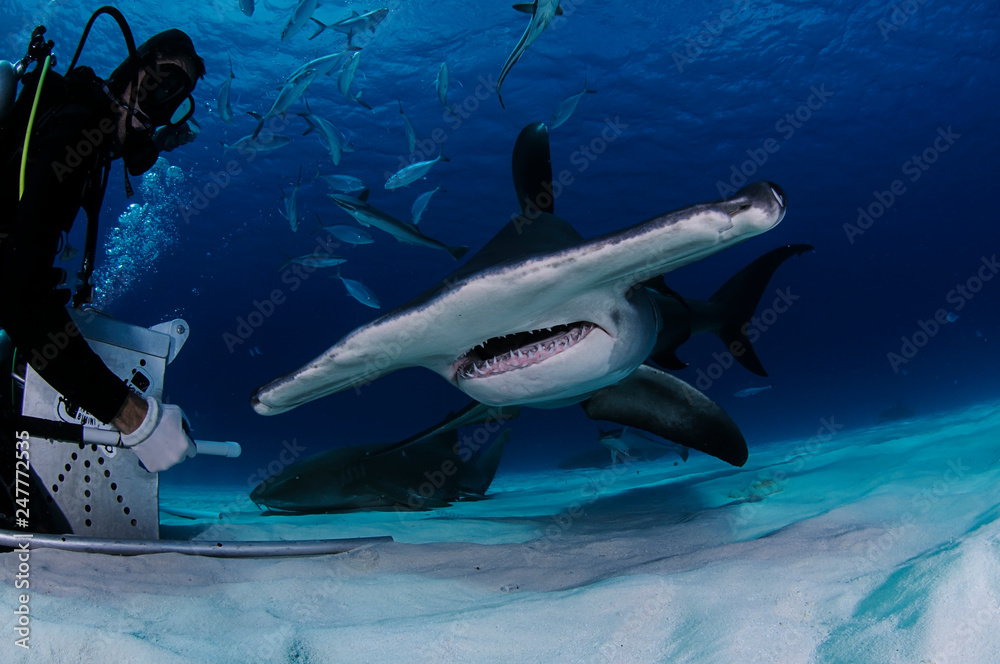 Great Hammerhead Shark Face of Bimini, Bahamas Stock Photo | Adobe Stock