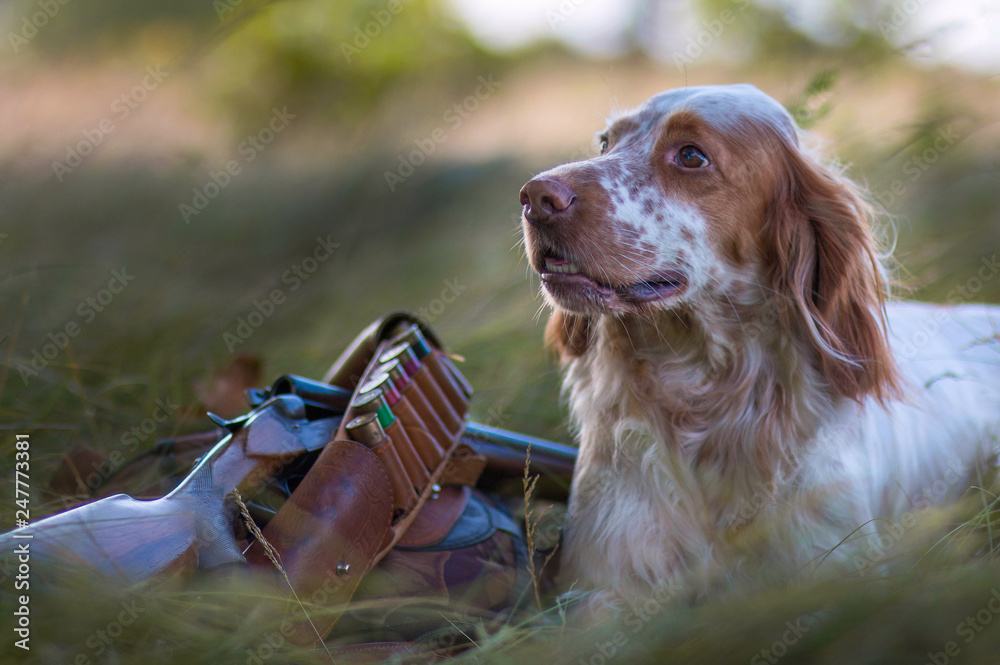 English Setter Pointing