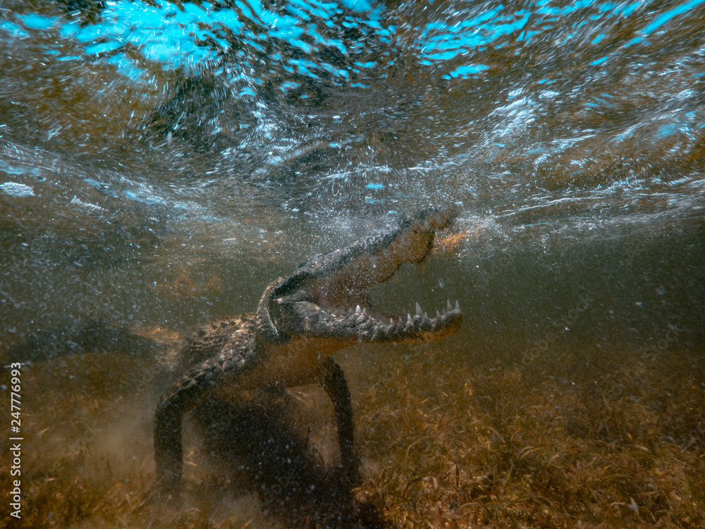 Wild Alligator underwater, Saltwater crocodile open jaws ready to ...