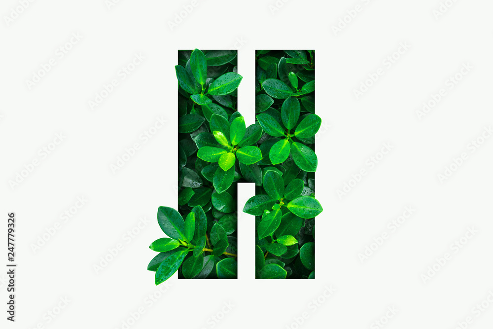 Nature concept alphabet of green leaves in alphabet letter H Stock ...