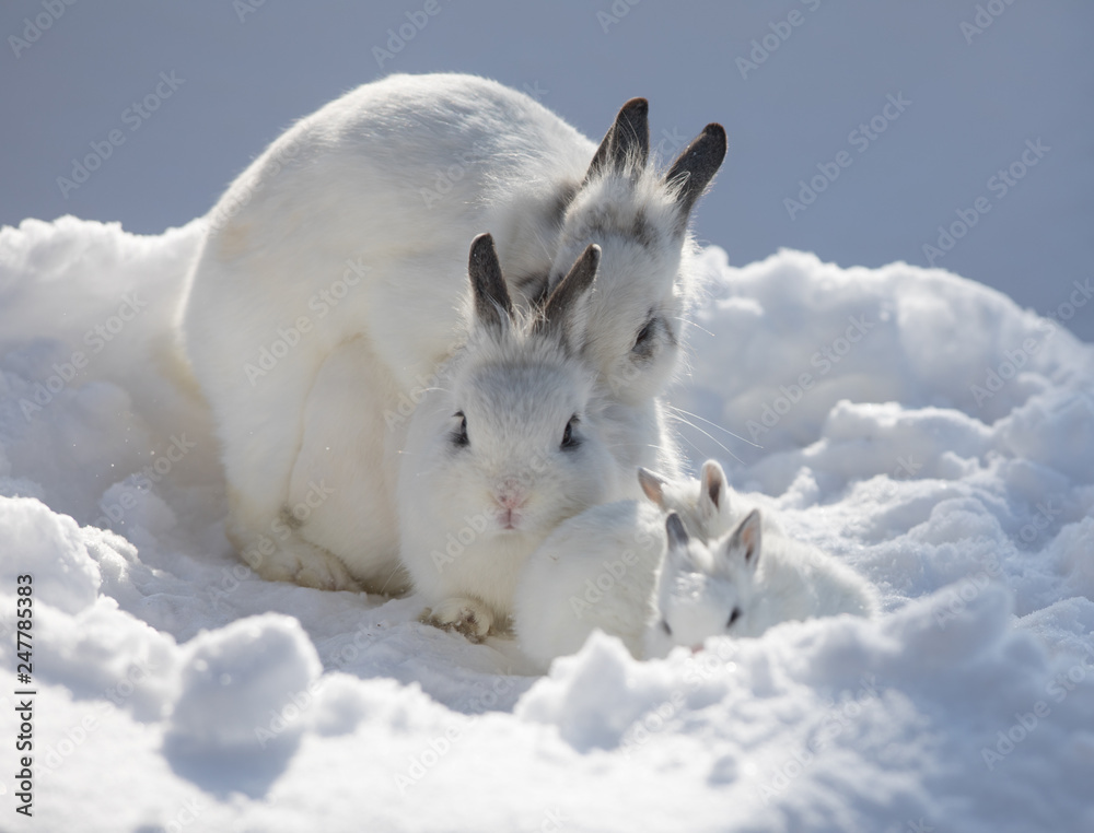 rabbit family, cute white rabbits in the snow Stock Photo | Adobe Stock