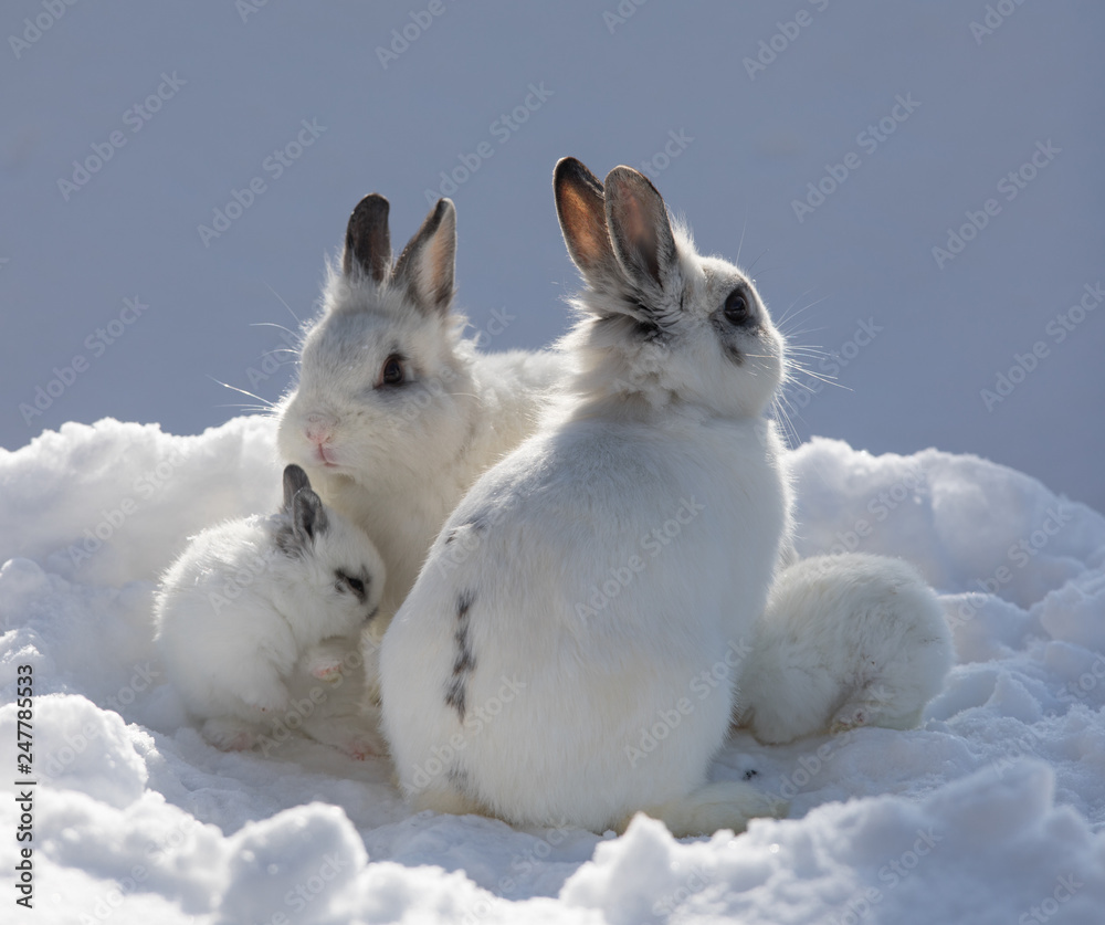 White Rabbit In Snow