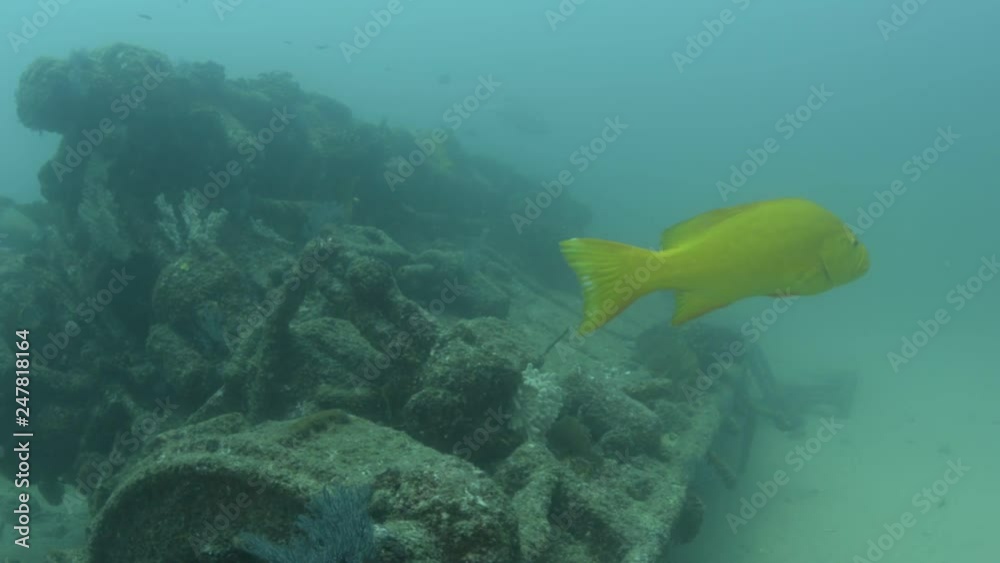 Vidéo Stock Leopard grouper (Mycteroperca rosacea) in the coral ...