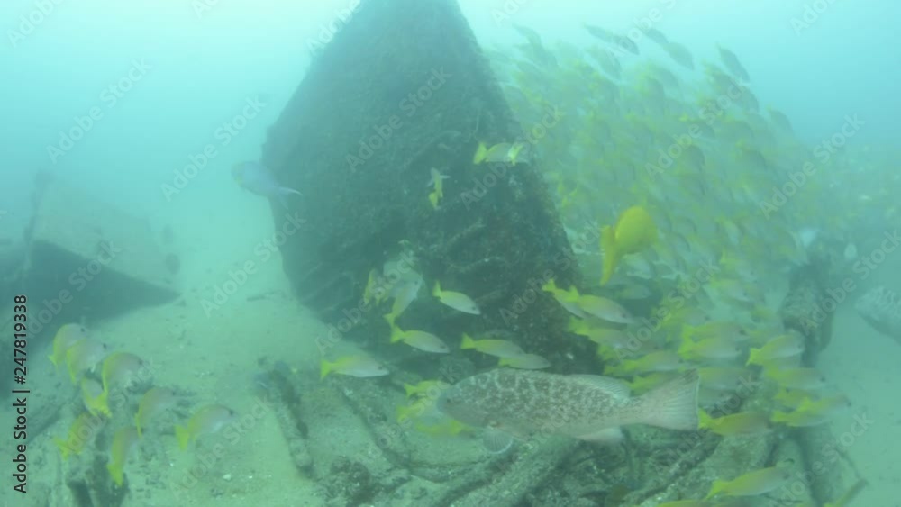 Leopard grouper (Mycteroperca rosacea) in the coral formation, from the ...