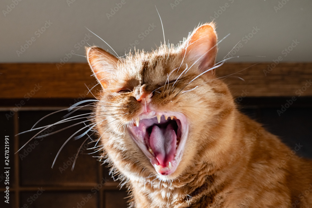 Adult orange cat with its mouth wide open; yellow teeth and tartar ...