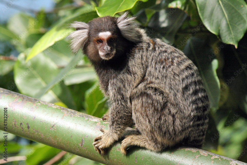 Foto de Mico-estrela do Stock | Adobe Stock