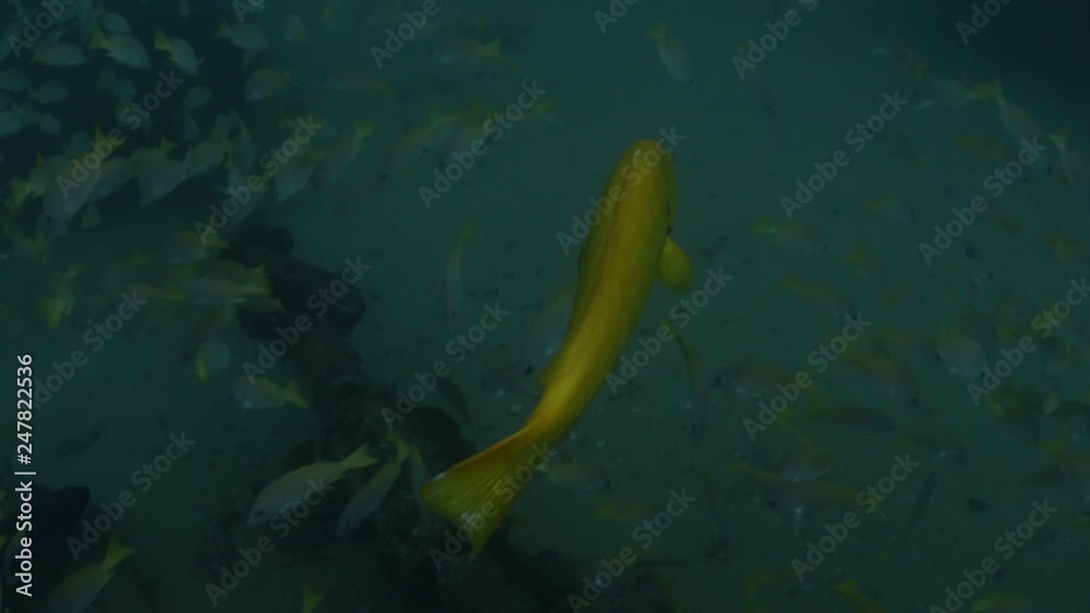 Leopard grouper (Mycteroperca rosacea) in the coral formation, from the ...