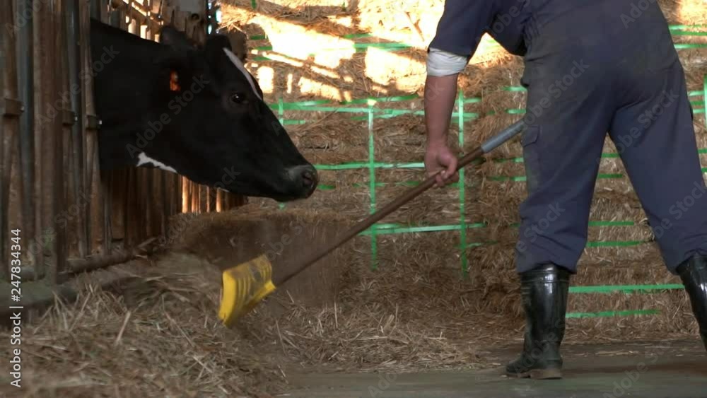 Dairy farmer cleaning a modern stable, while cows is eating. Male ...