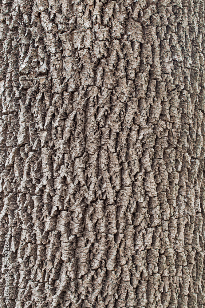 Close up view of the bark of an European ash tree. Close up view of the ...