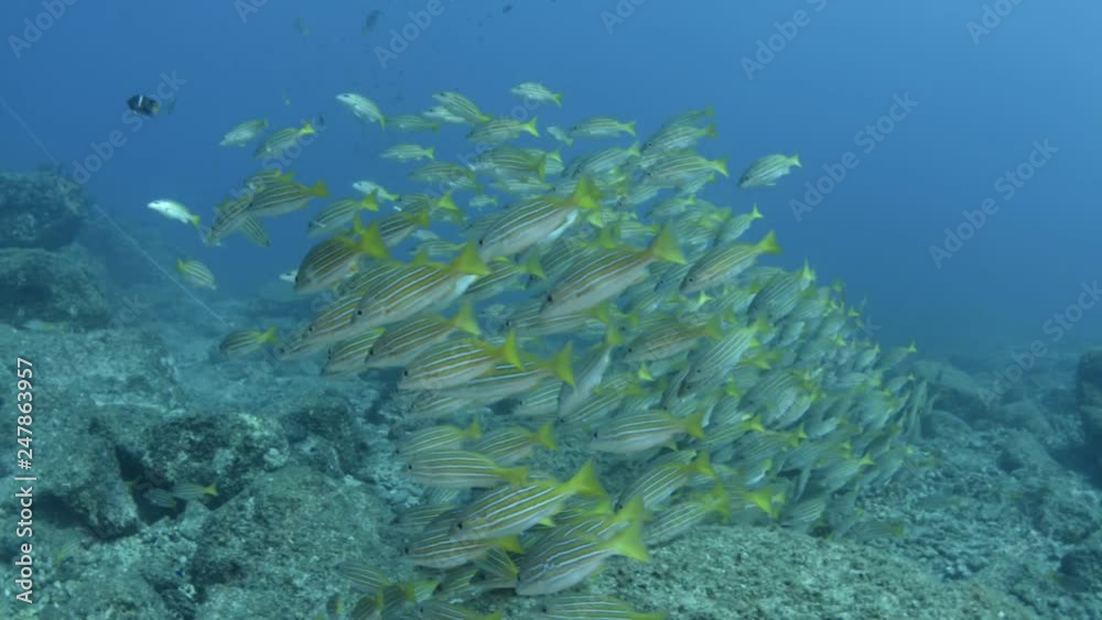 Blue and golden snapper (Lutjanus viridis), in a school in reefs of the ...
