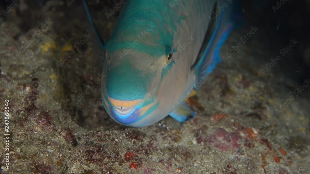 parrotfish, reefs of the Sea of Cortez, Pacific ocean. Cabo Pulmo, Baja ...