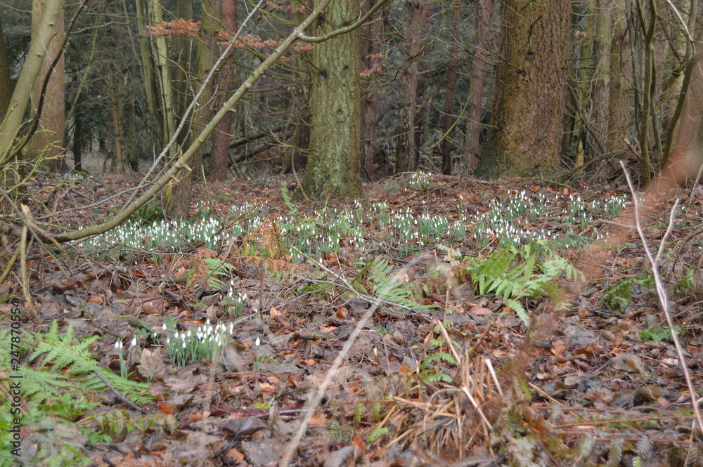 Early February snowdrops in the grounds of the striking ruins of ...