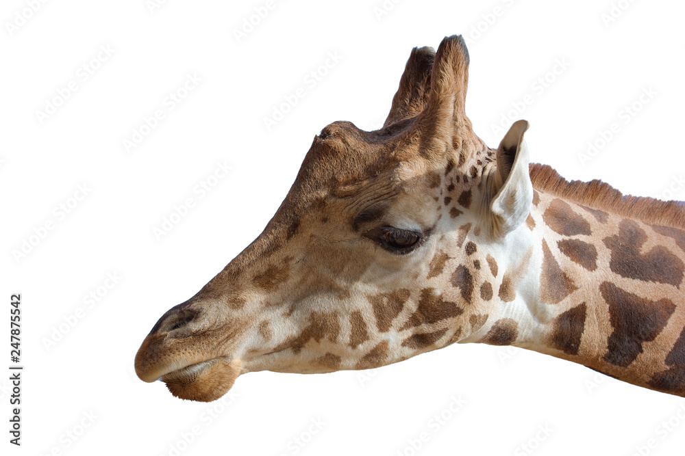 Giraffe Head Profile