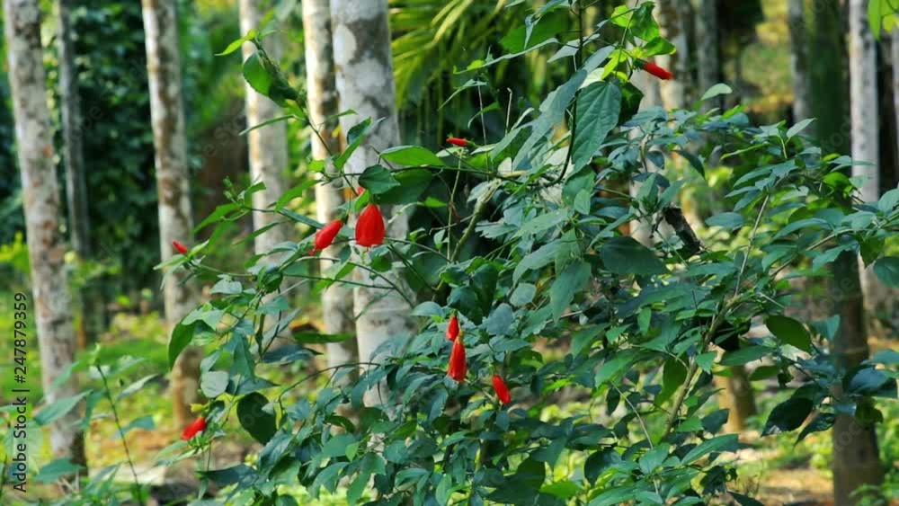 A red rosemallow, Hibiscus, plant with flowers ready to bloom. Dark ...