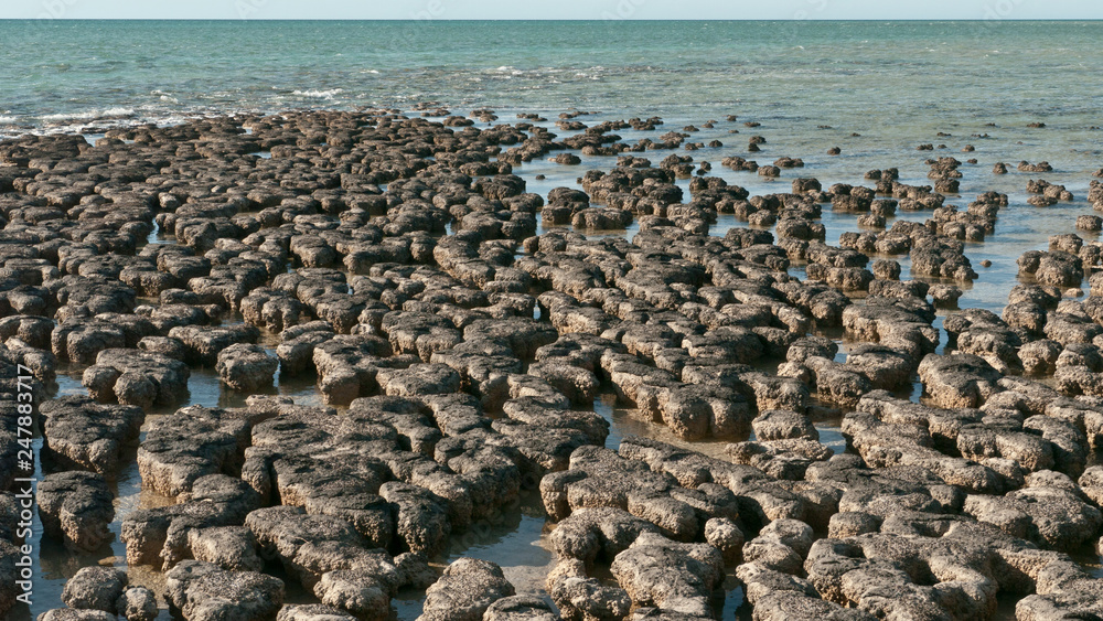 stromatolites structures formed in shallow water Stock Photo | Adobe Stock