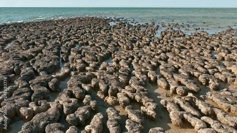 stromatolites structures formed in shallow water Stock Photo | Adobe Stock
