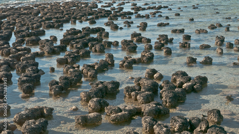 stromatolites structures formed in shallow water Stock Photo | Adobe Stock