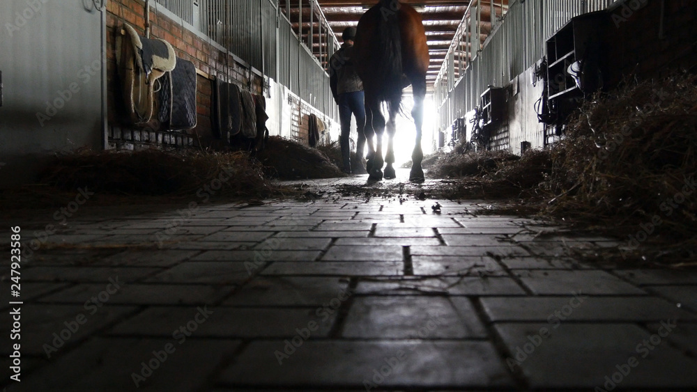 Young jockey walking with a horse out of a stable. Man leading equine ...