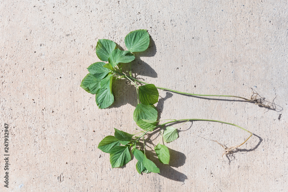 Acalypha indica,Indian copperleaf,Tree-seeded mercury.Catnip herb for ...