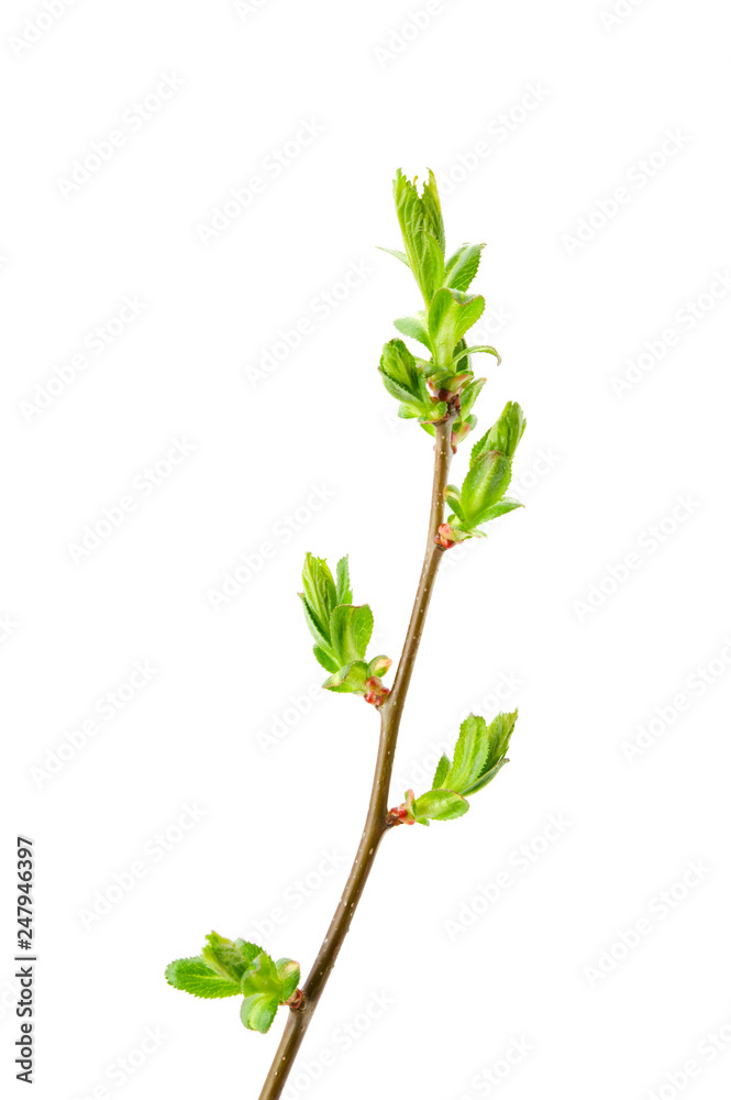 Hawthorn Branch Thorns