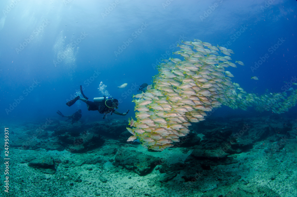 Yellow snapper (Lutjanus argentiventris), forming a school in a ...