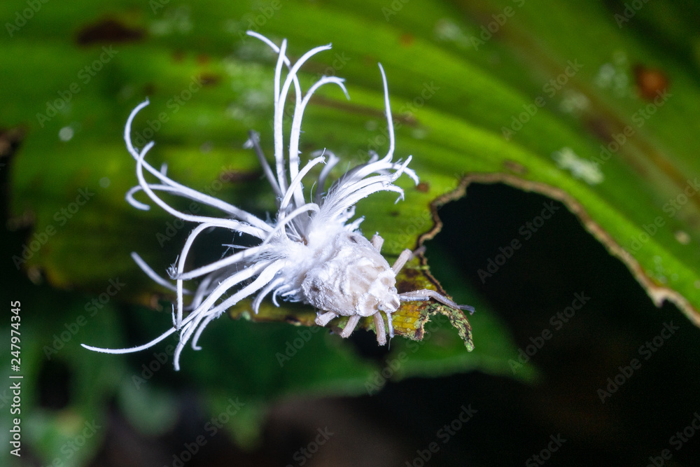 Flatidae Nymph / Bizarre Animal in Borneo / Malaysia Stock Photo ...