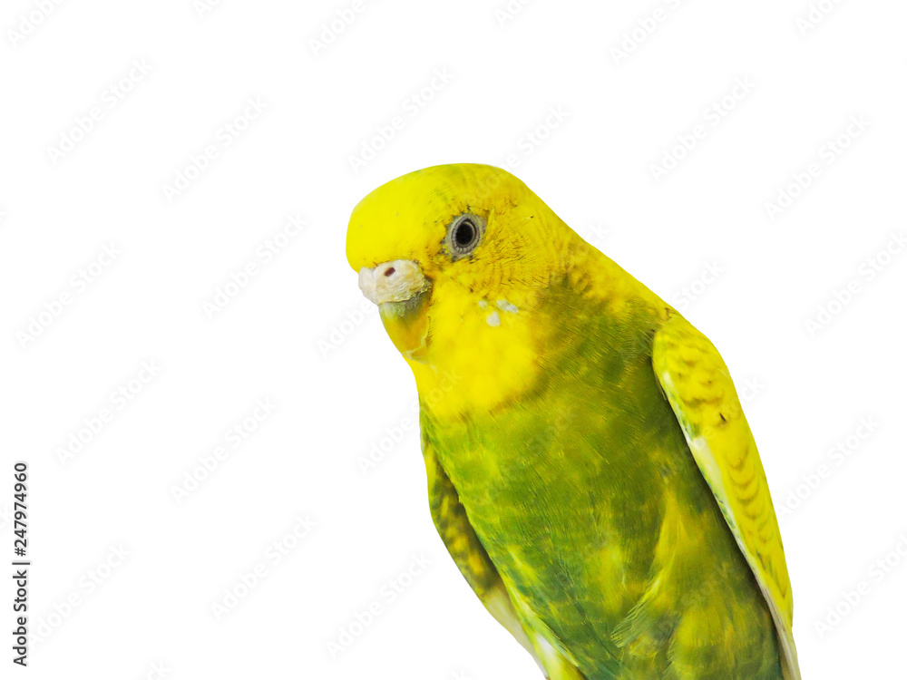 Yellow Budgerigar on white background. Yellow budgie close up shot ...