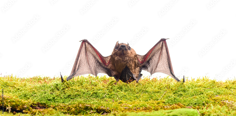Forelimbs adapted as wings. Mammals naturally capable of true and ...