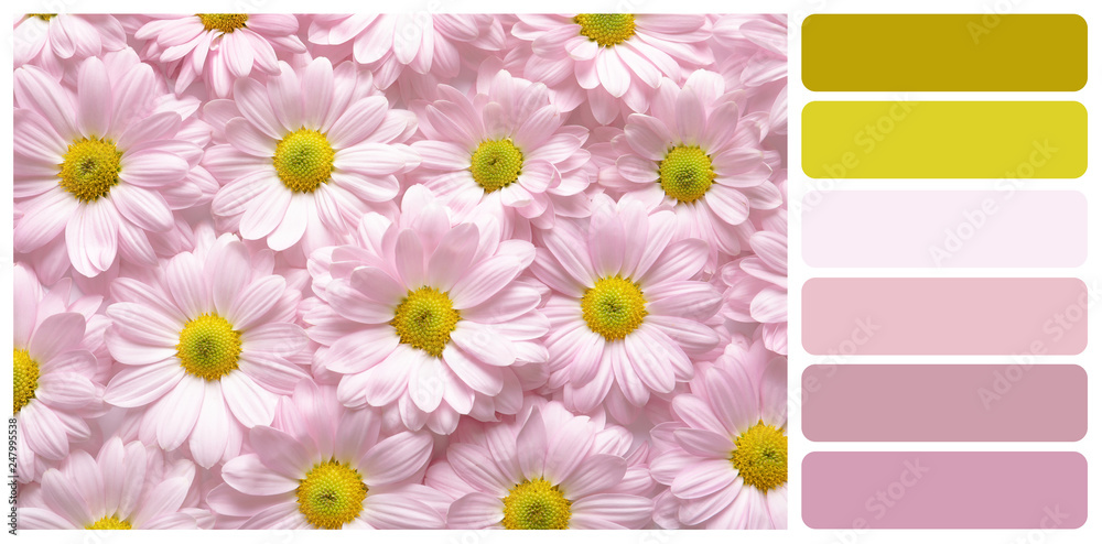 Beautiful chamomile flowers, top view. Color palette Stock Photo ...