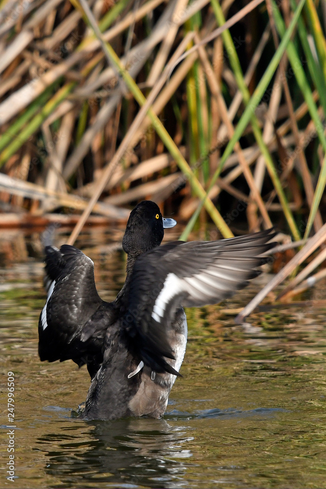 Reiherente (Aythya fuligula) - Tufted duck Stock Photo | Adobe Stock