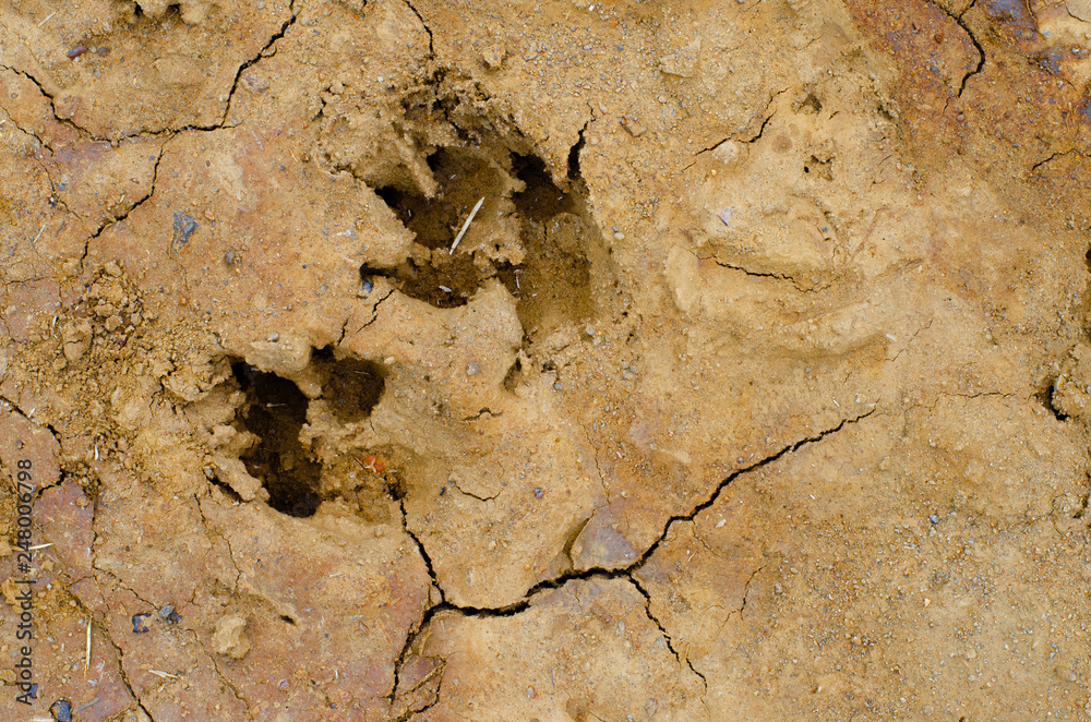 Dog footprints in a drying mud puddle make an intersting texture or ...