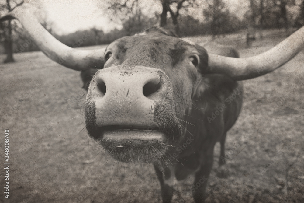 Cute longhorn cow puts big nose close to camera on Texas cattle farm ...