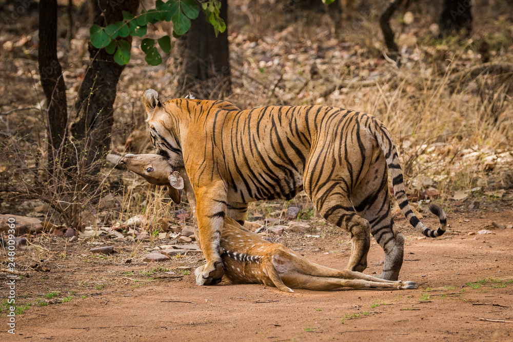 Raw nature of jungle. Spotted Deer hunt by a female tiger in a hot ...