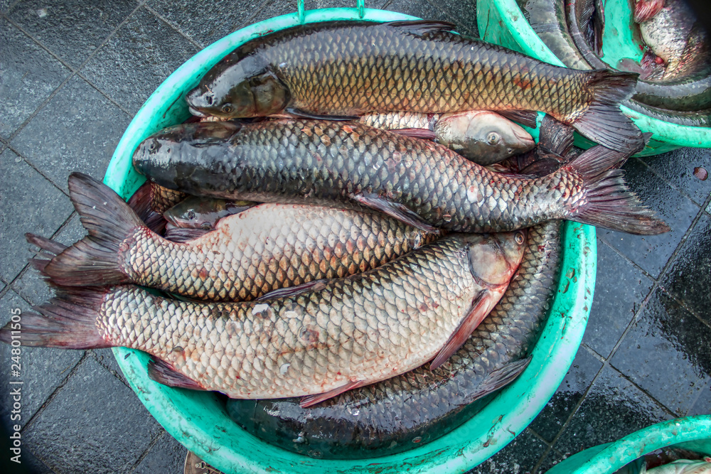 Belgrade, Serbia - Freshwater fish caught in the Danube River showcased ...
