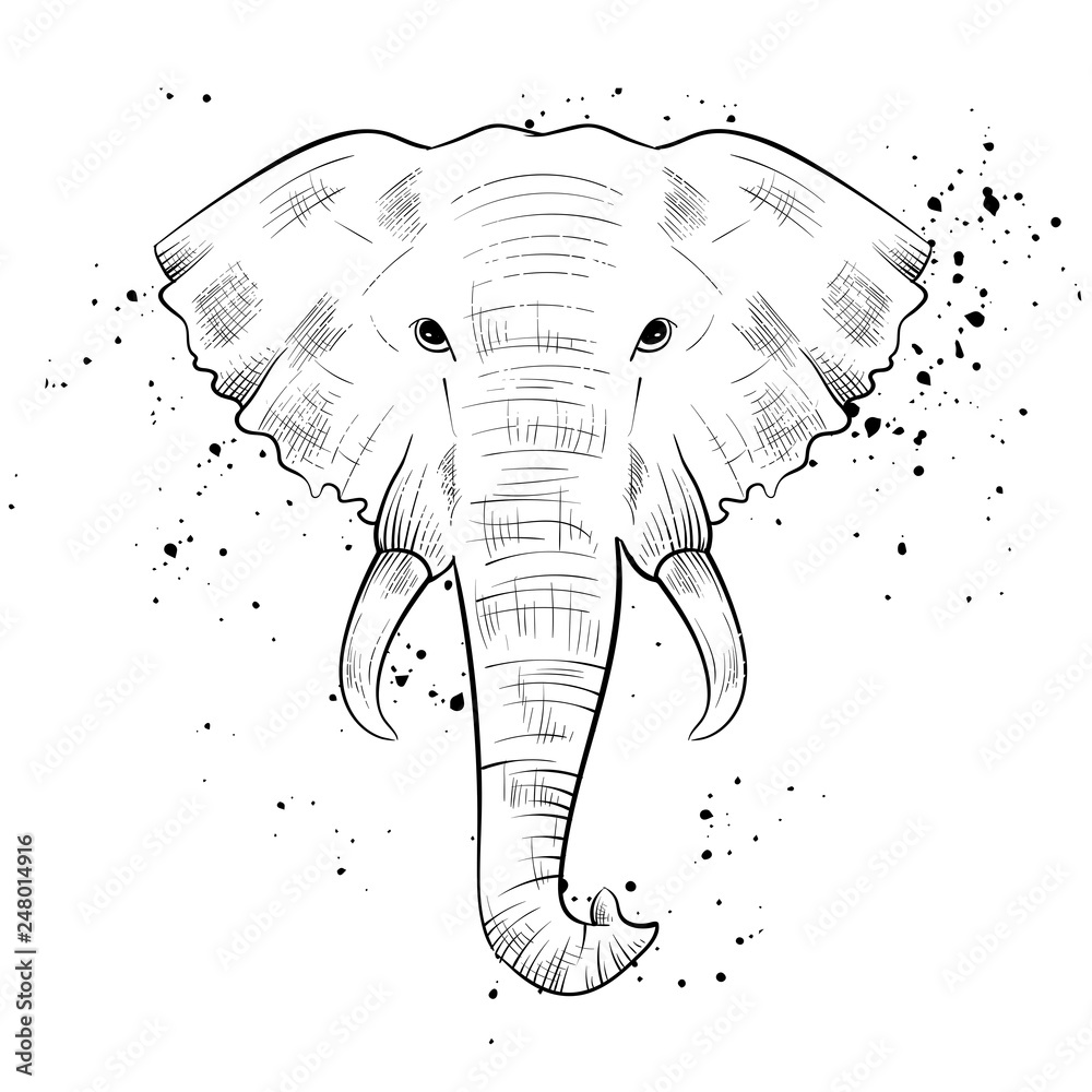 Elephant head, black white hand drawn style with ink splatters Stock ...