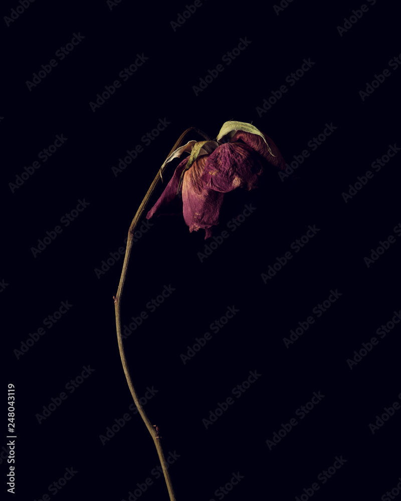 Dry rose against dark background Stock Photo | Adobe Stock