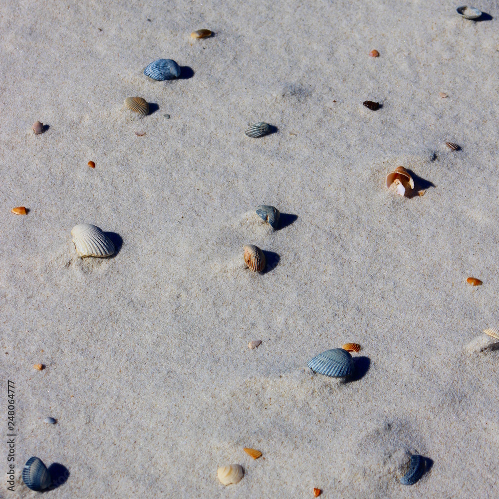 Square background of shells on the beach for Instagram (recommended for ...