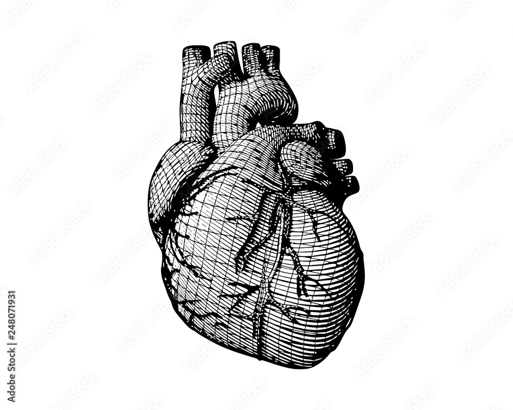 Engraving human heart with wireframe on white BG Stock Vector | Adobe Stock