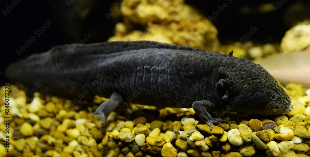 Axolotl swimming underwater photography of black Salamande marine life ...