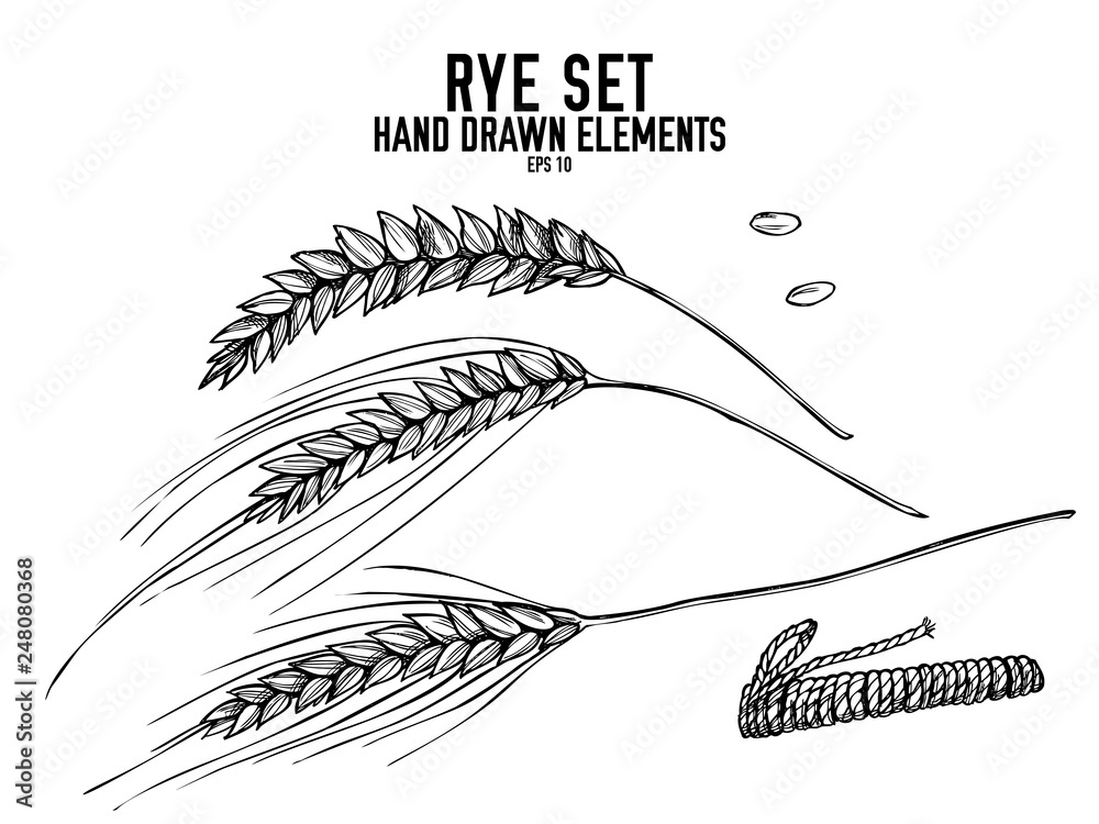 Vector collection of hand drawn black and white rye Stock Vector ...