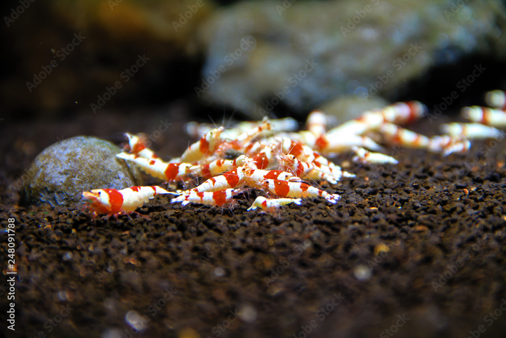 Red Bee Shrimp (Caridina cantonensis) Color selective Captive breed ...
