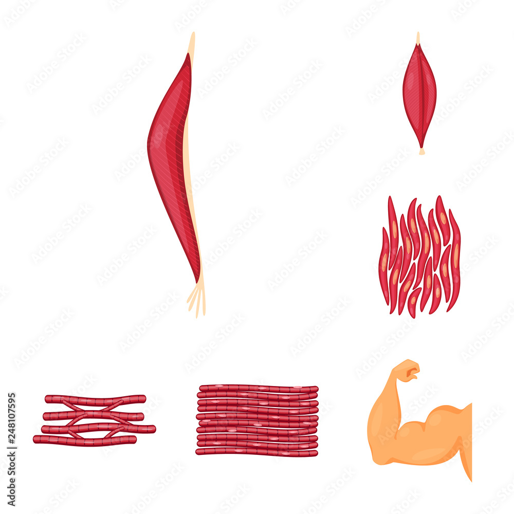 Vector illustration of muscle and cells icon. Collection of muscle and ...