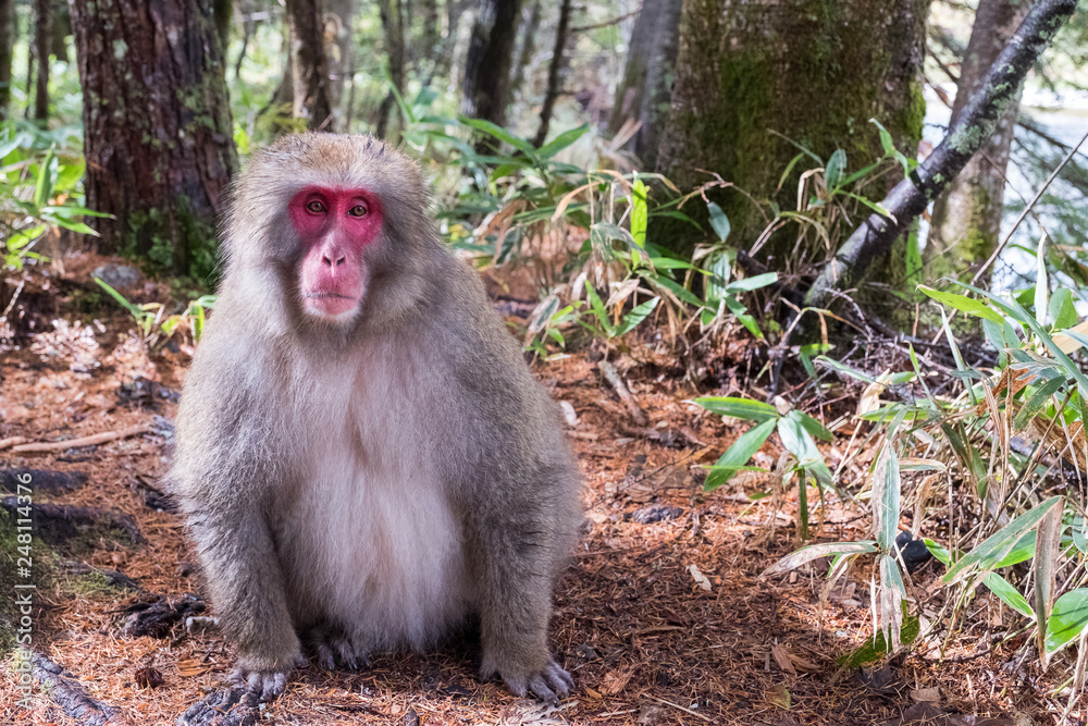 Japanese monkey front posture with red face color and sits on the floor ...