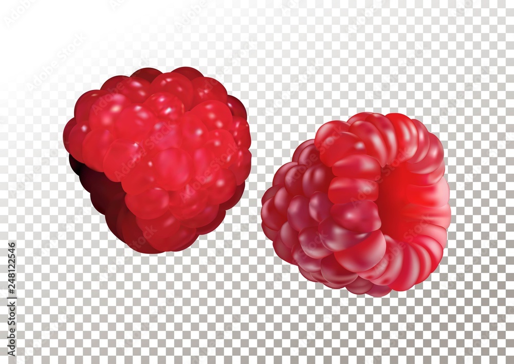 Vector illustration of ripe realistic raspberry on transparent ...