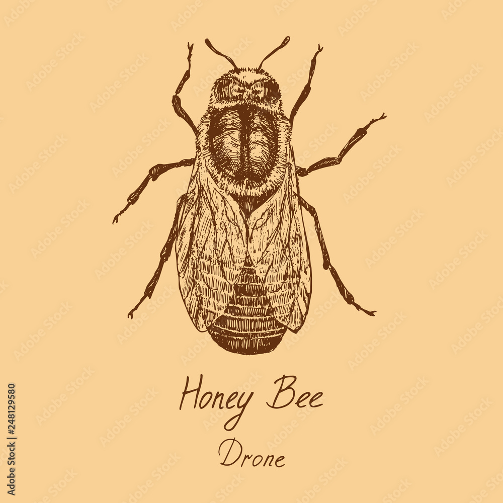 Drone Bee Drawing