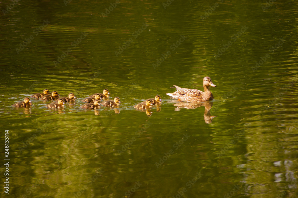 Ducks follow me, cute ducklings (duck babies) following mother in a ...