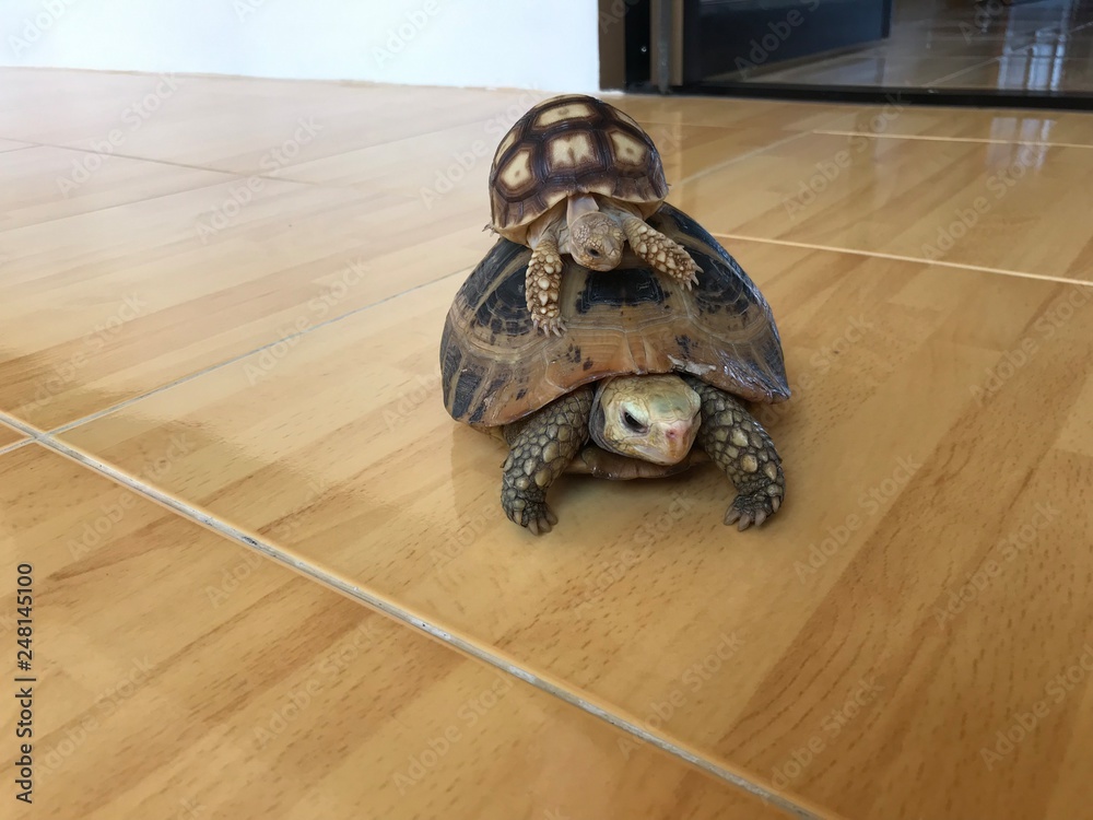 Cute friendly turtles walking together - big at the bottom, small at ...