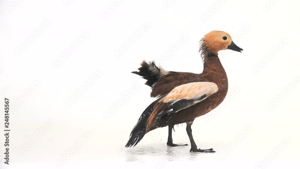 .slow motion. male Beautiful bright red duck (Ogar) flapping his wings ...